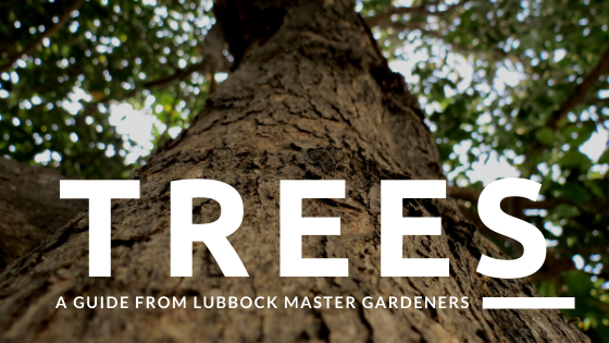 Plant Recommendations